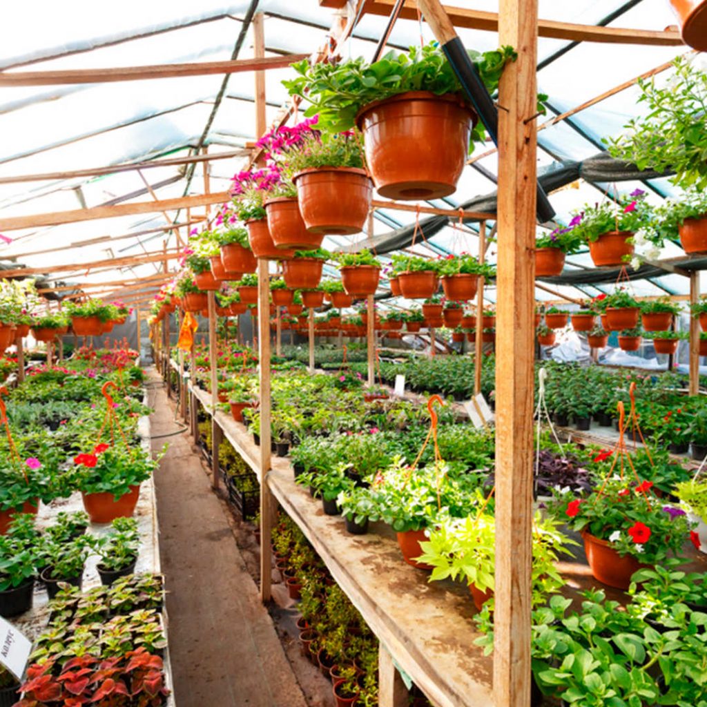 Como organizar un vivero - SaltaTV